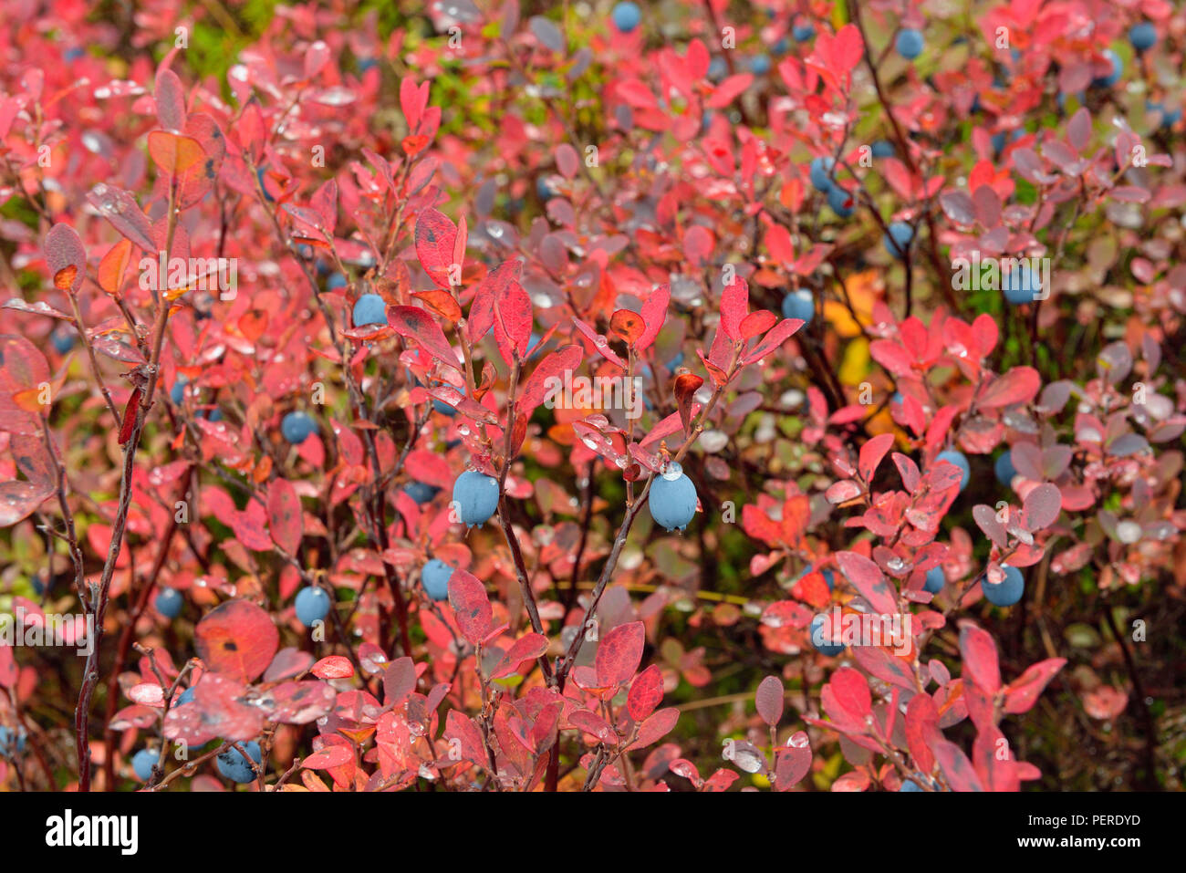 Barrenground vegetation in autumn- arctic blueberry (Vaccinium ...