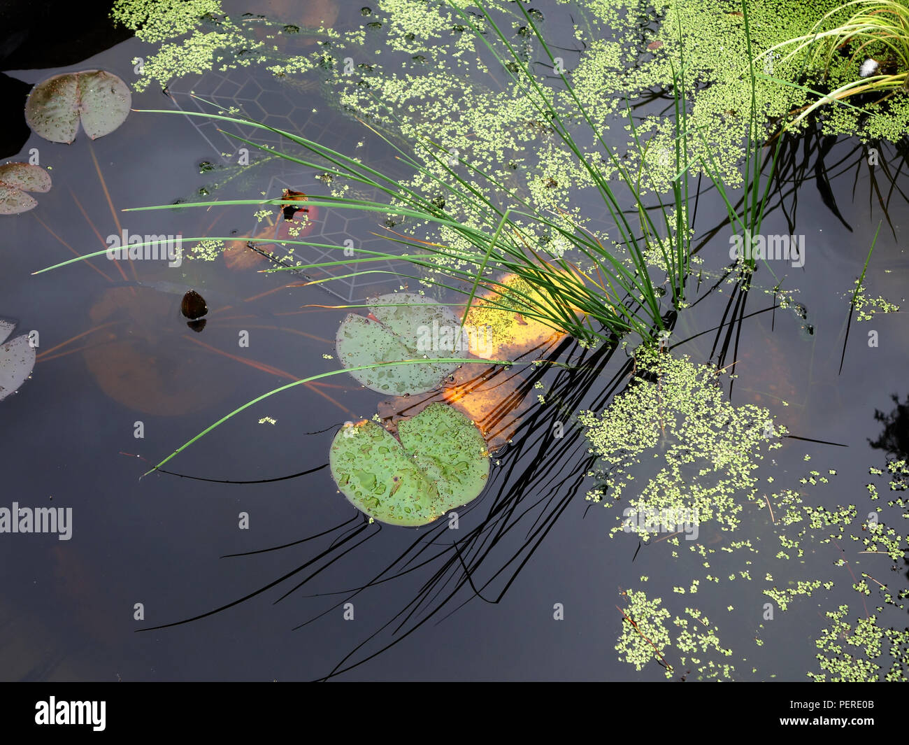 Cottage small pretty garden pond in England Stock Photo - Alamy