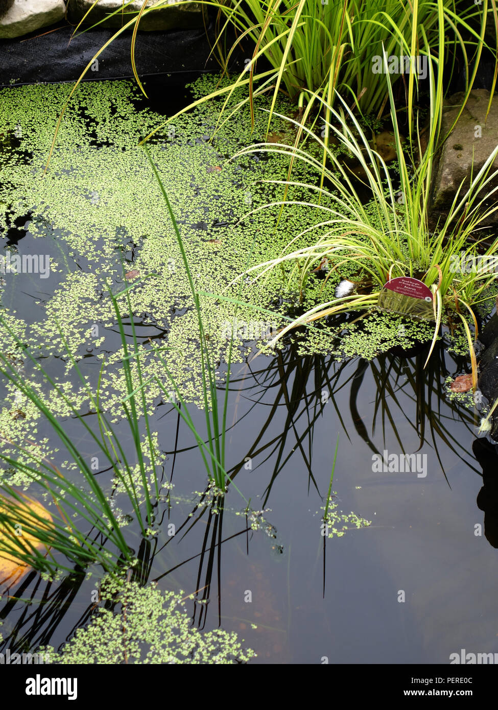 Cottage small pretty garden pond in England Stock Photo - Alamy