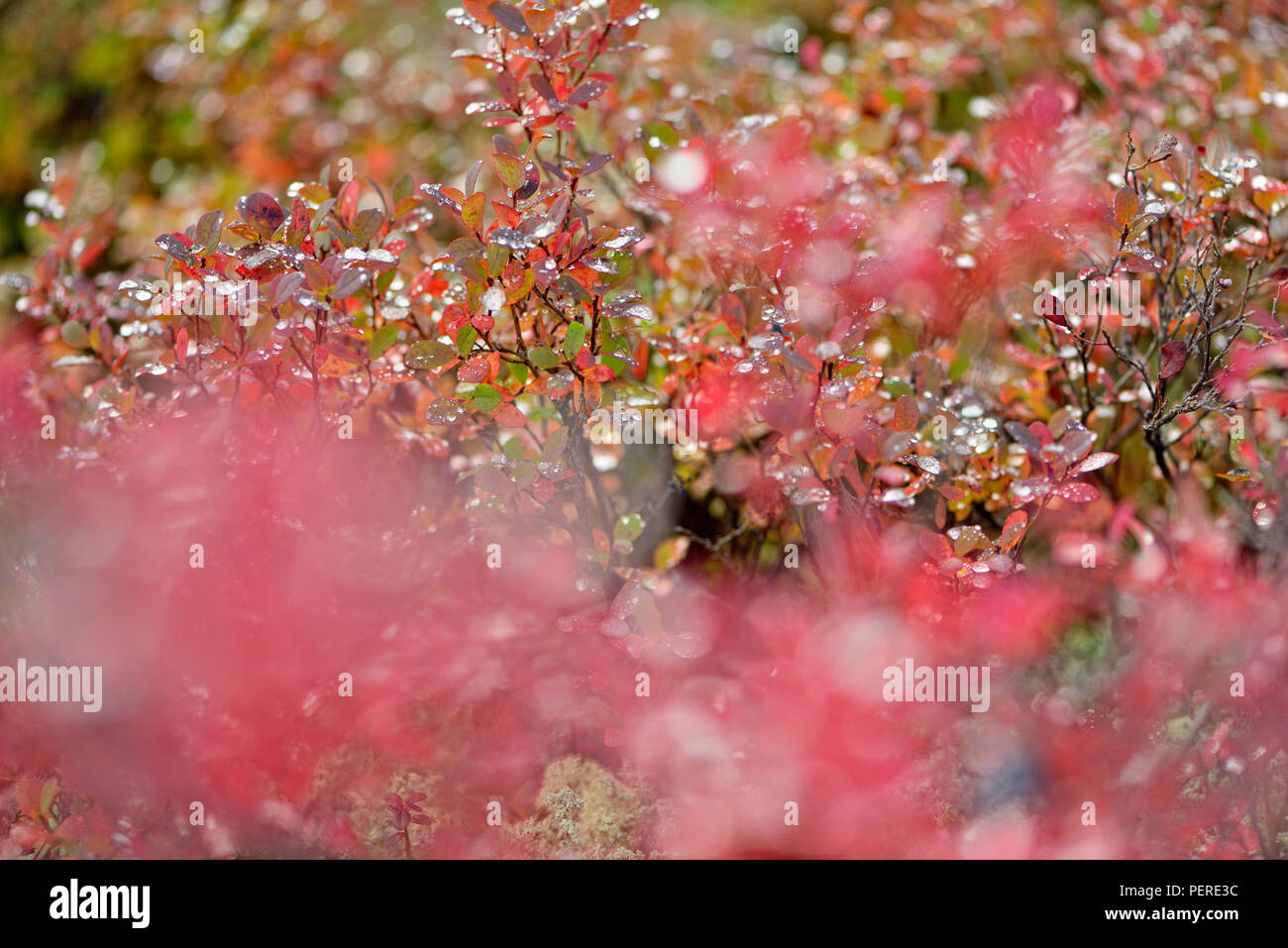 Autumn arctic blueberry, Arctic Haven Lodge, Ennadai Lake, Nunavut ...