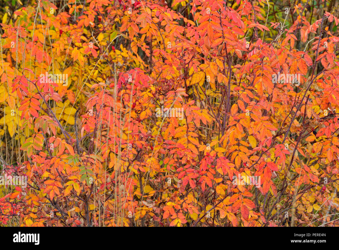 Alberta wild rose hi-res stock photography and images - Alamy