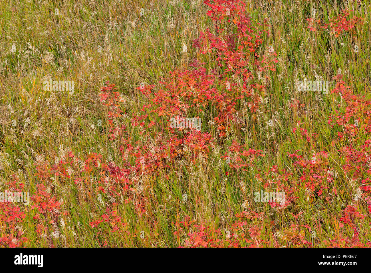Tundra rose hi-res stock photography and images - Alamy