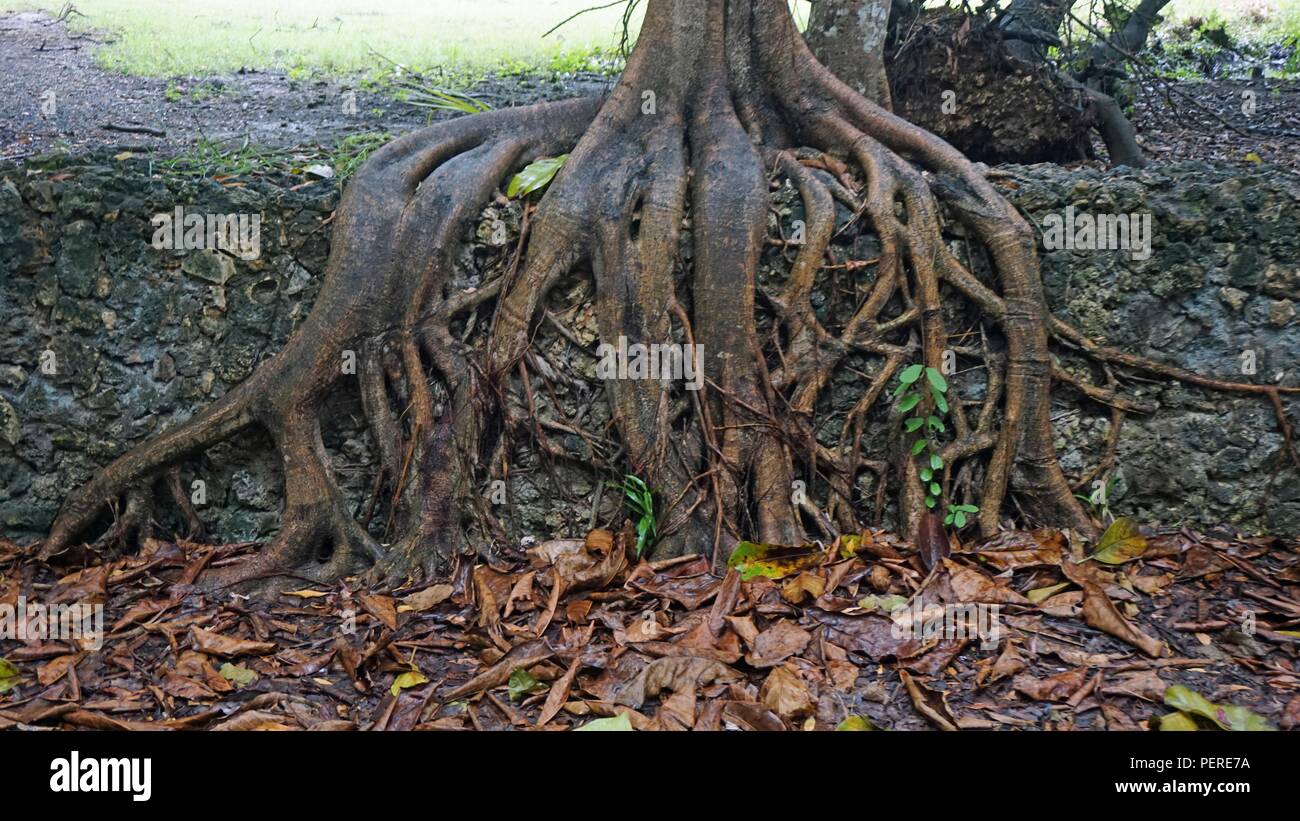 roots of a giant tree in national park in kenya Stock Photo - Alamy