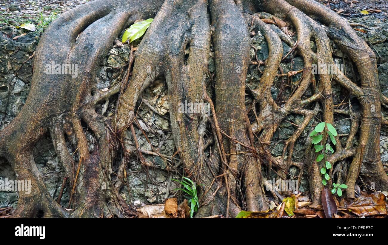 roots of a giant tree in national park in kenya Stock Photo - Alamy