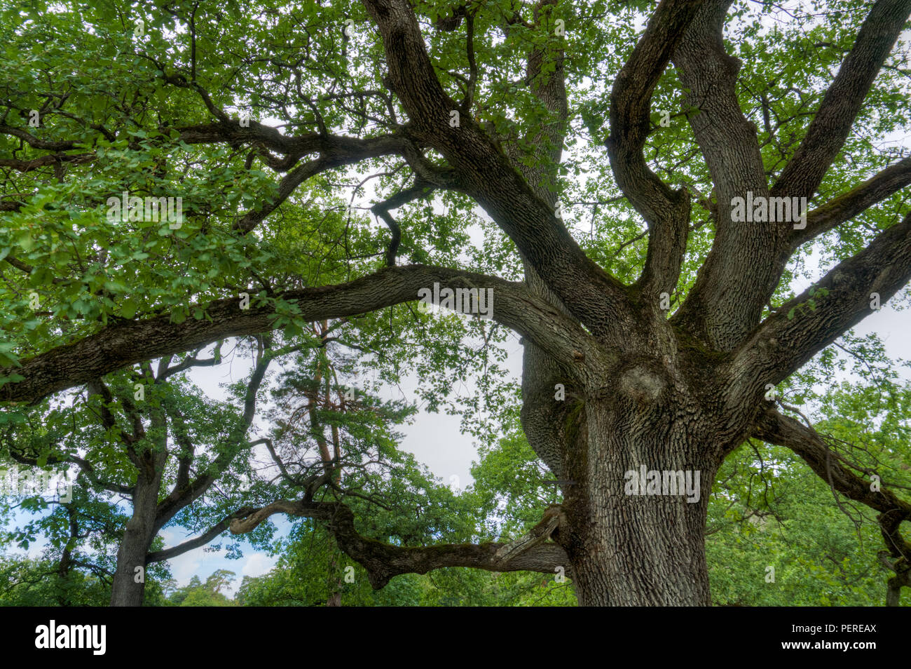 Tree giving shade hi-res stock photography and images - Alamy