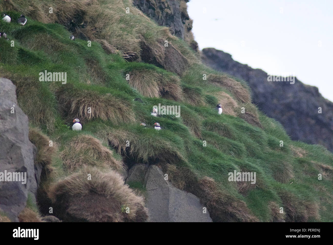 Puffins nesting near Vik, Iceland Stock Photo - Alamy