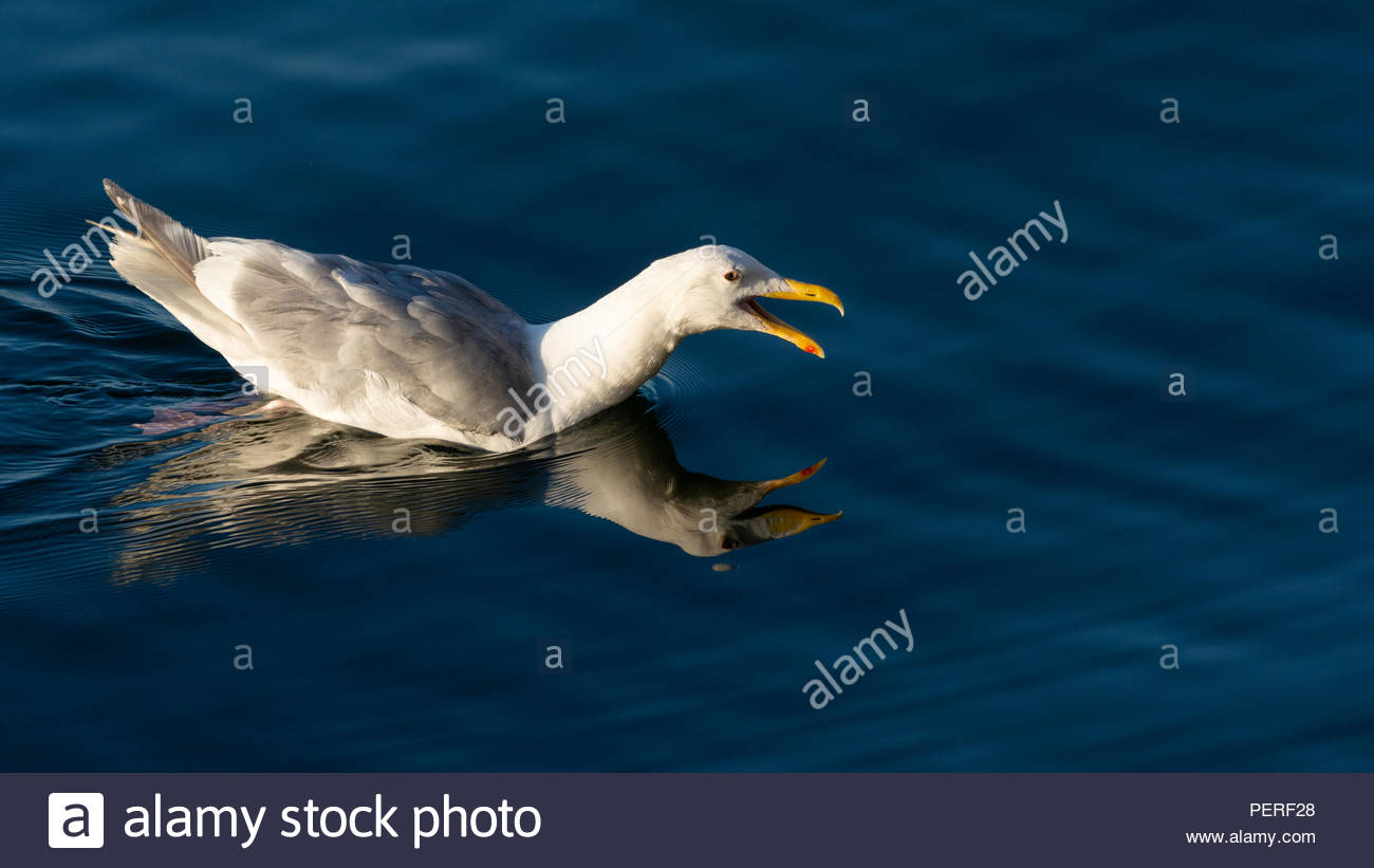 Squawking Bird Stock Photos & Squawking Bird Stock Images - Alamy