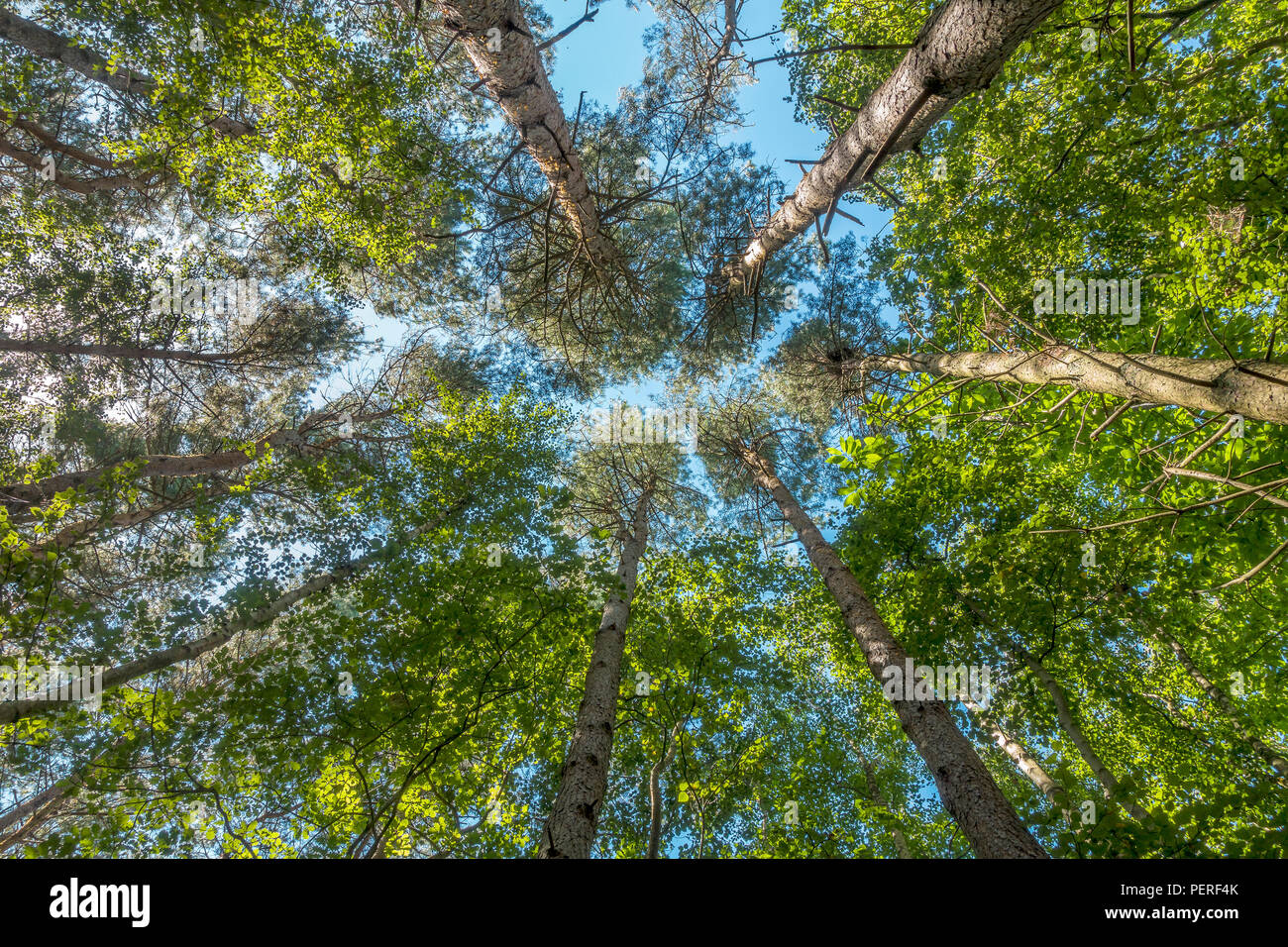 Images of tall trees hi-res stock photography and images - Alamy