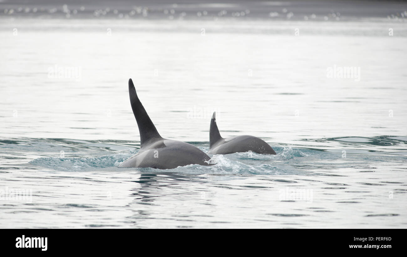 Killer whale underwater pod hi-res stock photography and images - Alamy