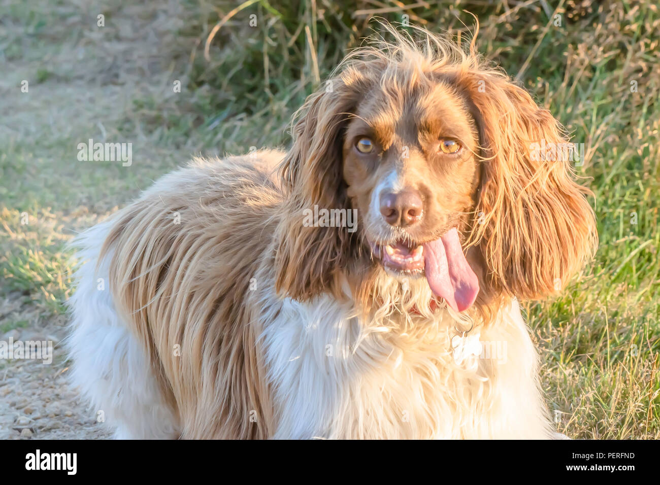Cocker Spaniel Teeth High Resolution Stock Photography and Images - Alamy
