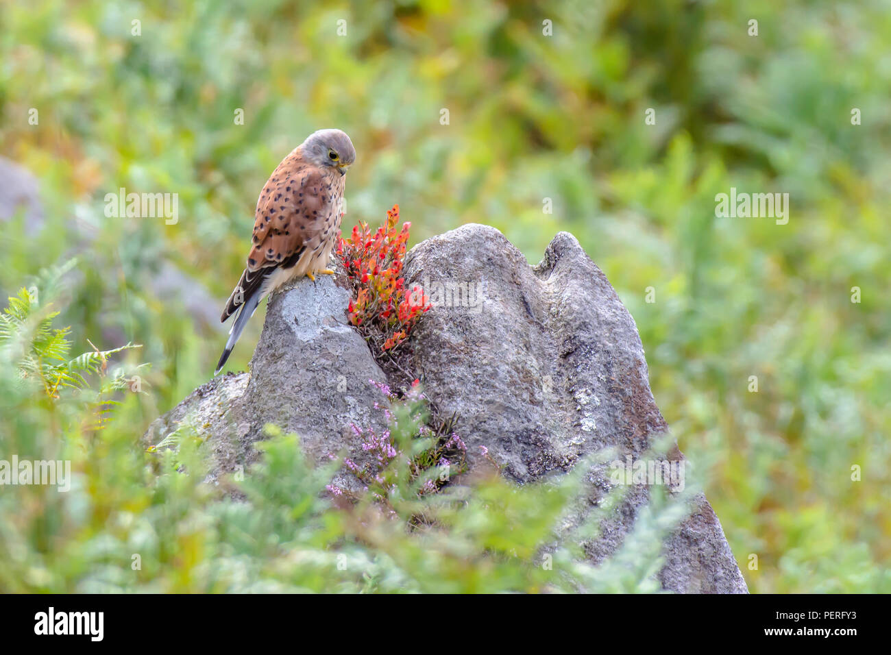 Raptor nesting habitat hi-res stock photography and images - Alamy