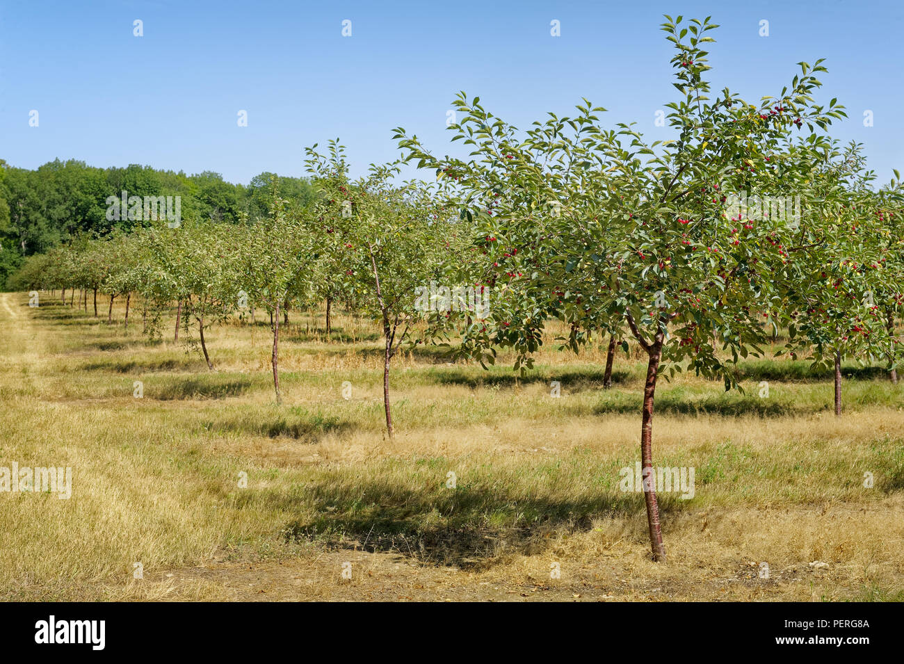 Rows of cherry trees in an fruit orchard with bunches of ripe cherries ...