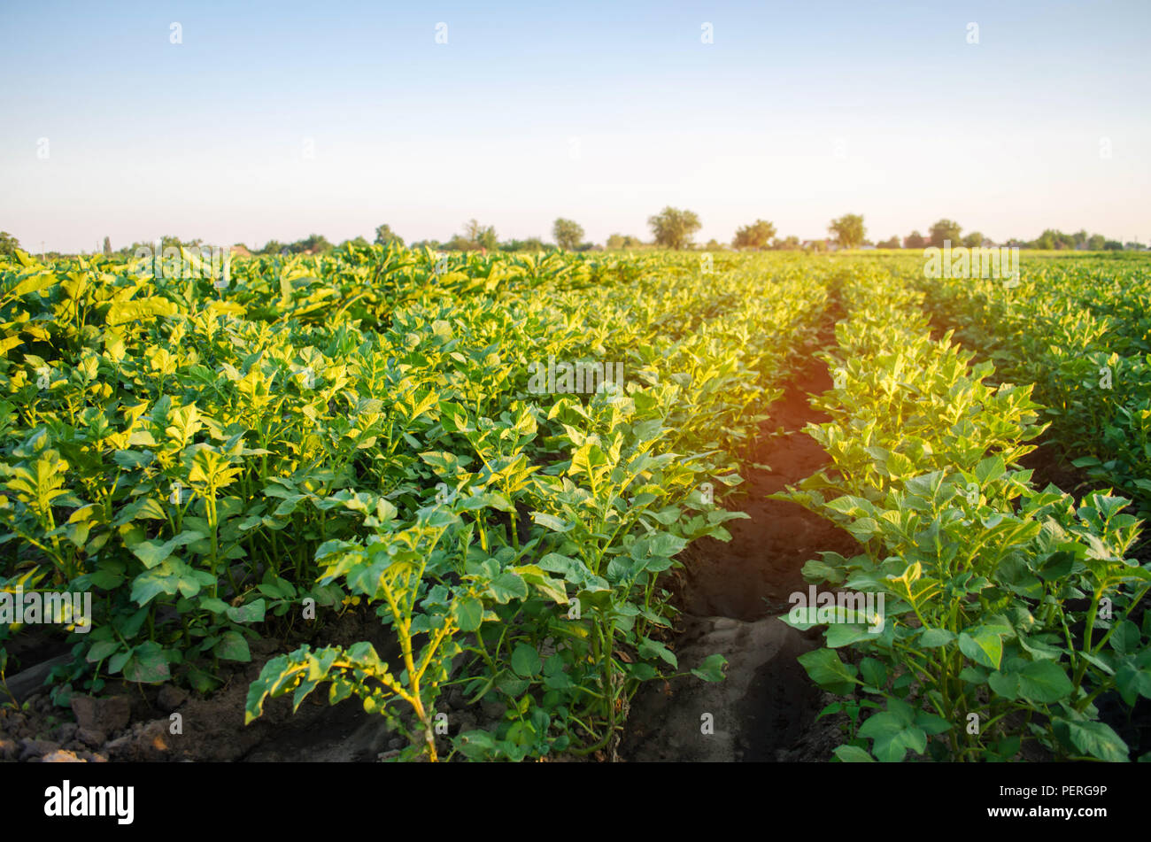 potato plantations grow in the field. vegetable rows. farming, agriculture. Landscape with ...