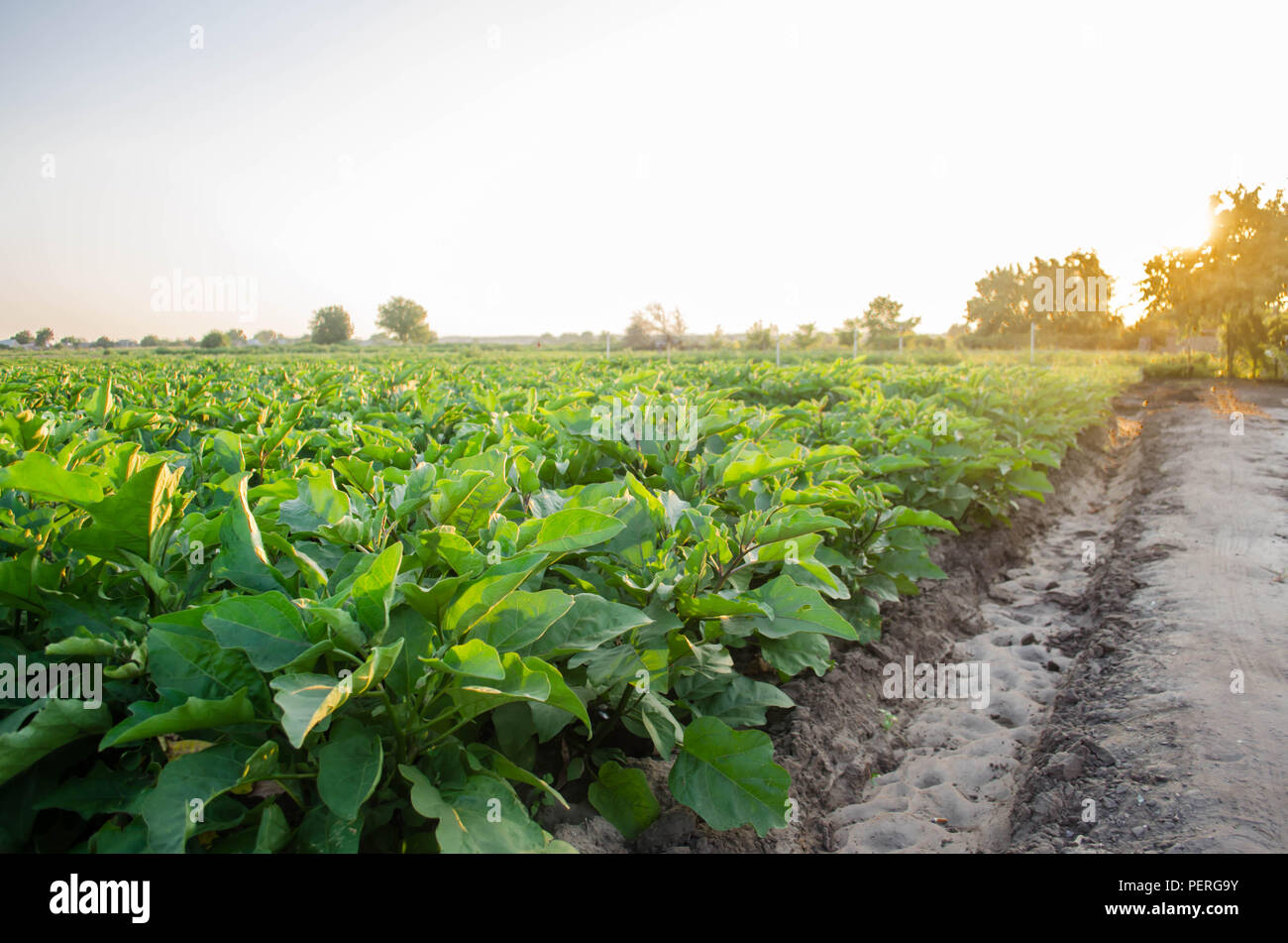 eggplant plantations grow in the field. vegetable rows. farming ...