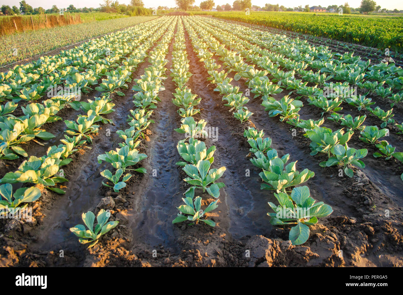 cabbage plantations grow in the field. vegetable rows. farming ...