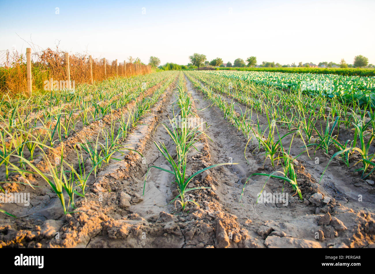 leek growing in the field. Agriculture, vegetables, organic ...