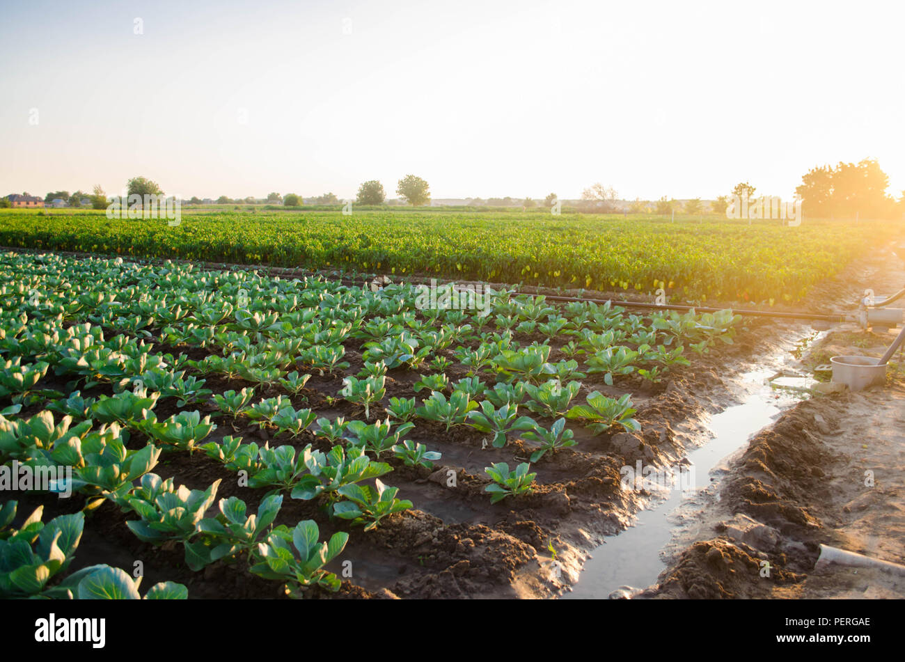cabbage plantations grow in the field. vegetable rows. farming ...