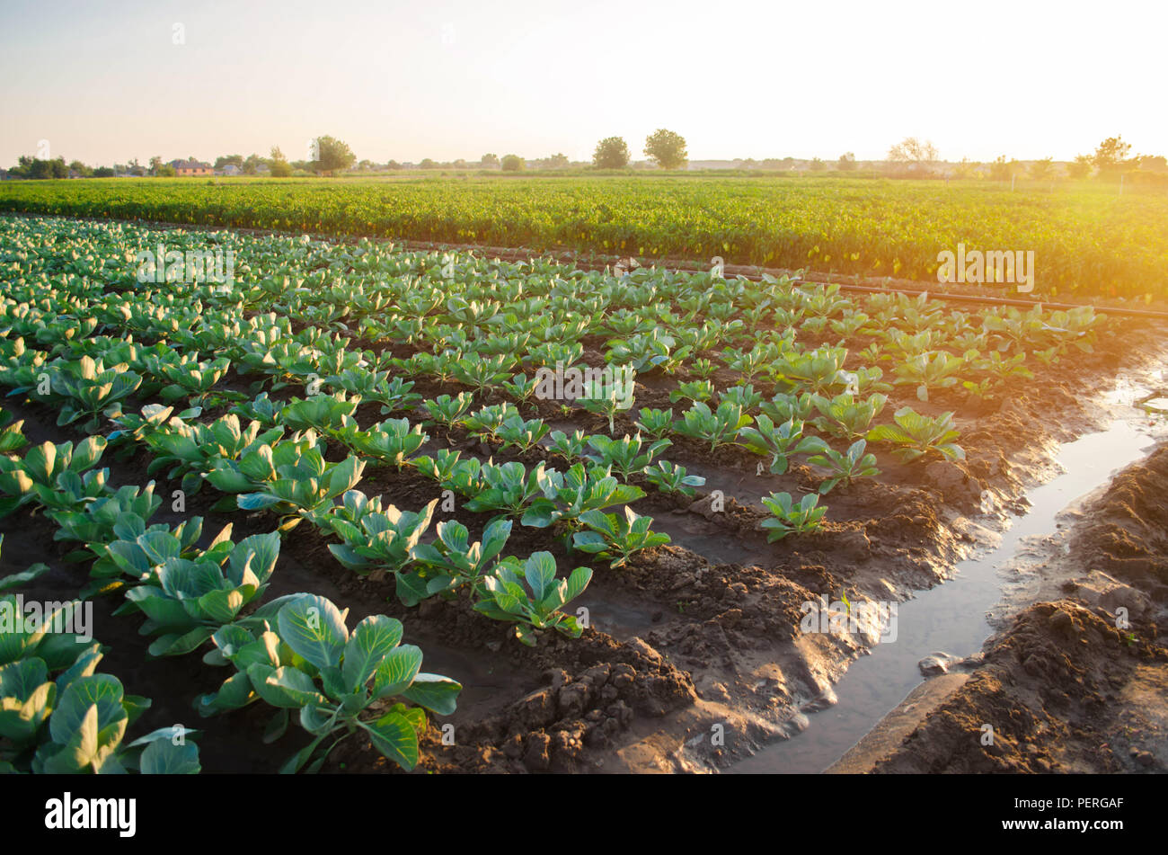 cabbage plantations grow in the field. vegetable rows. farming ...