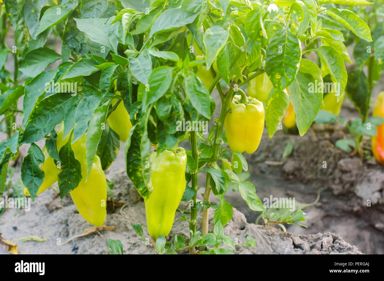 bushes of yellow / green pepper grows in the field. vegetable rows ...