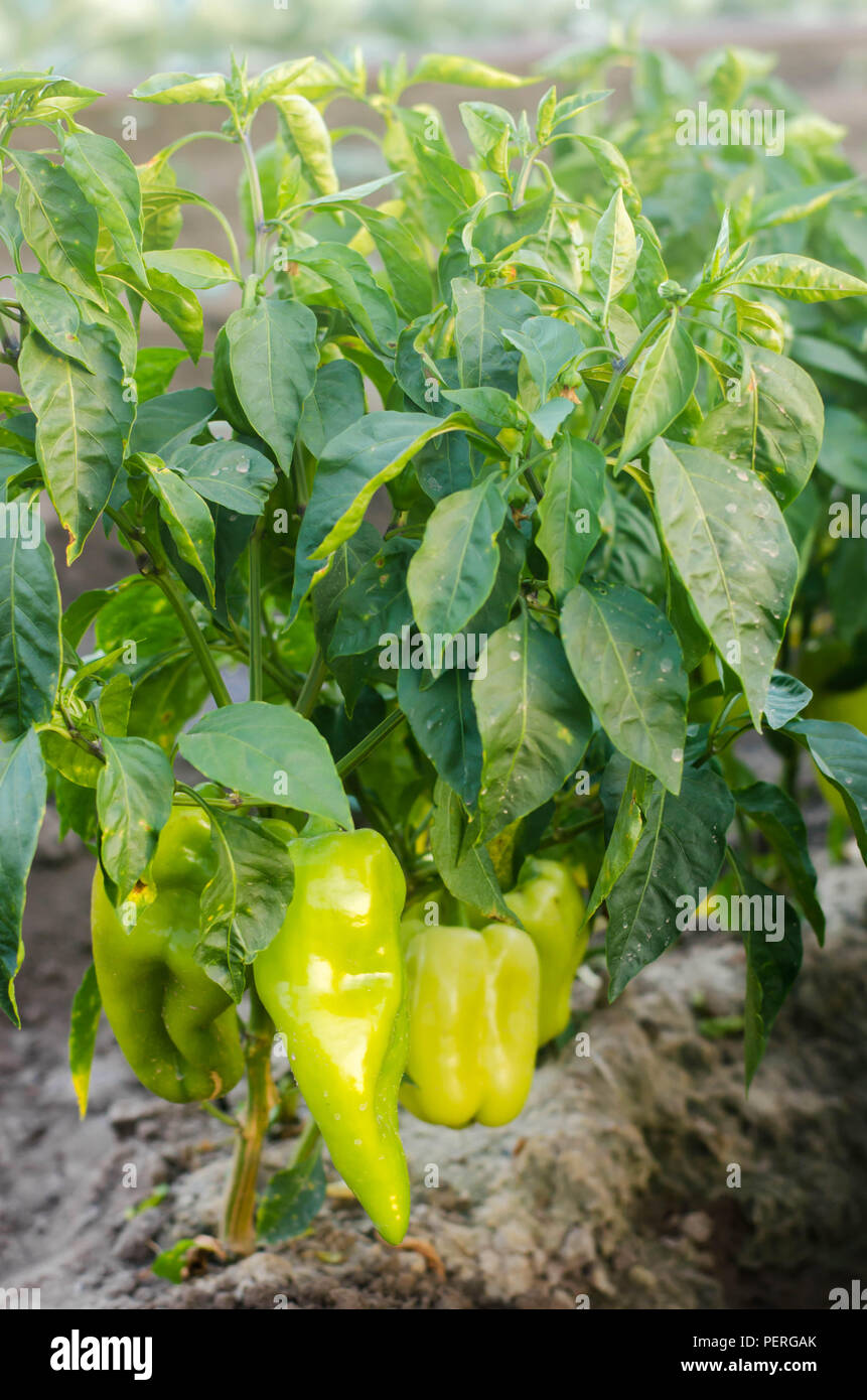 bushes of yellow / green pepper grows in the field. vegetable rows ...