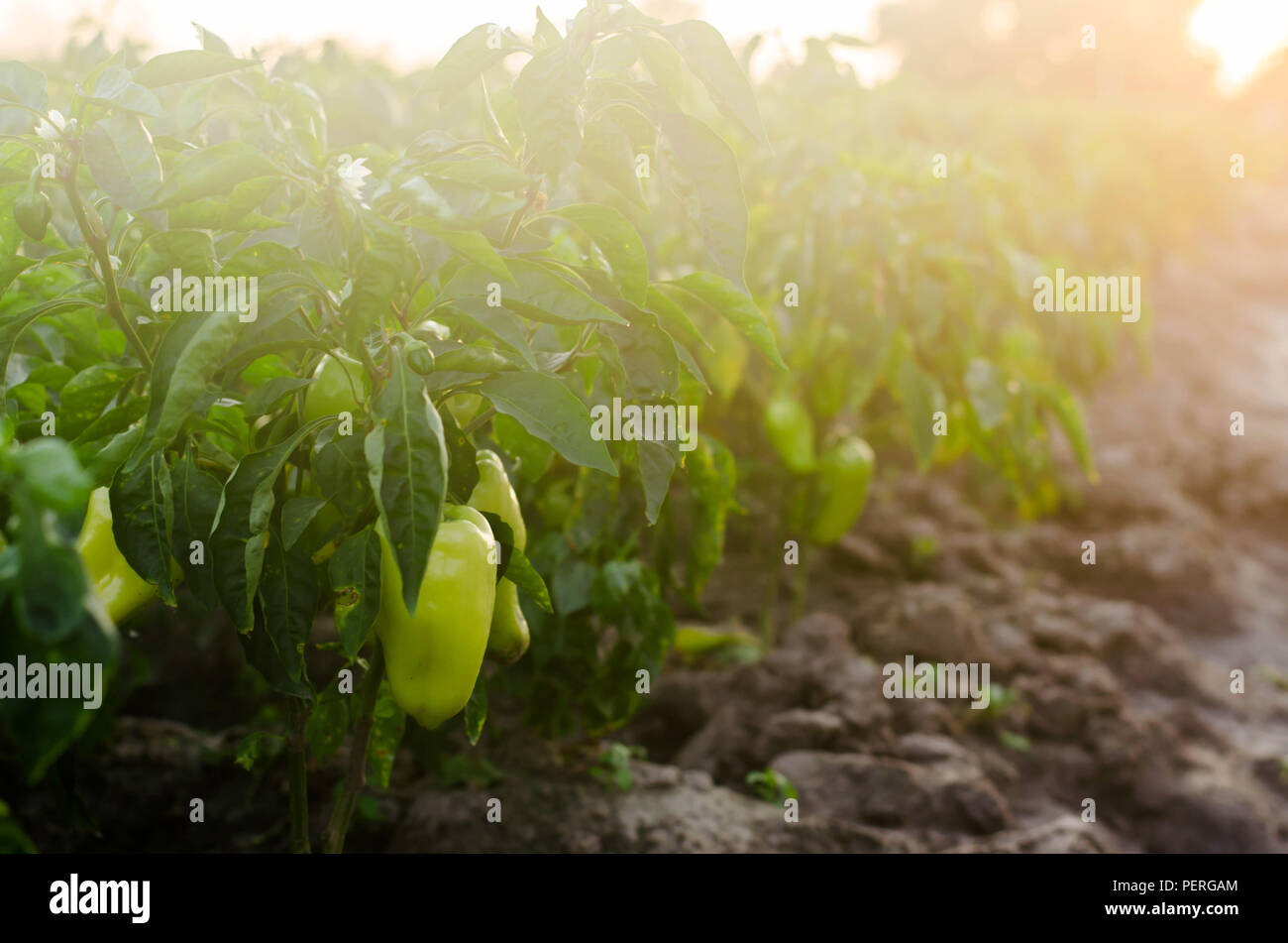 bushes of yellow / green pepper grows in the field. vegetable rows ...