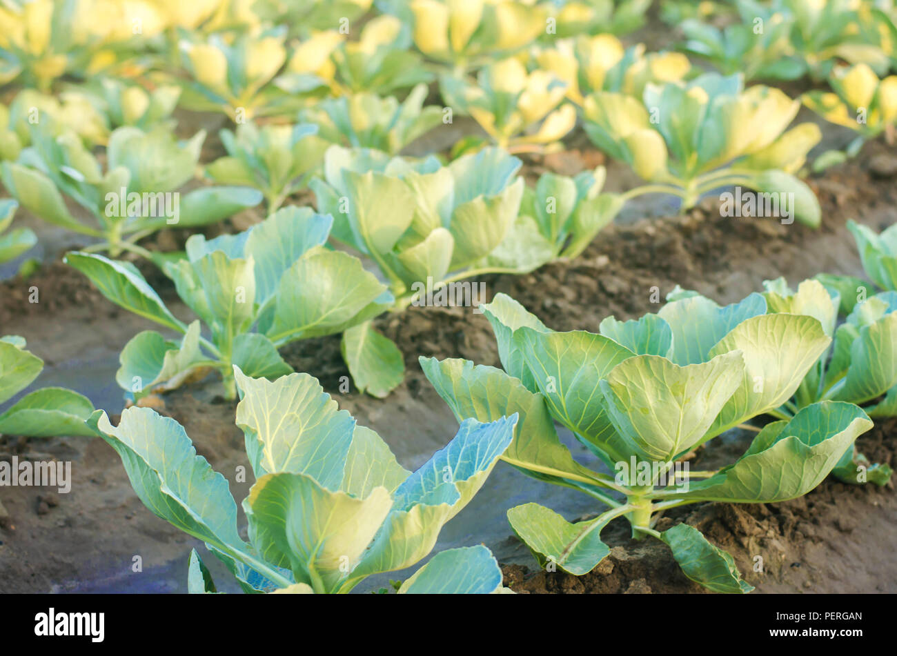 cabbage plantations grow in the field. vegetable rows. farming ...