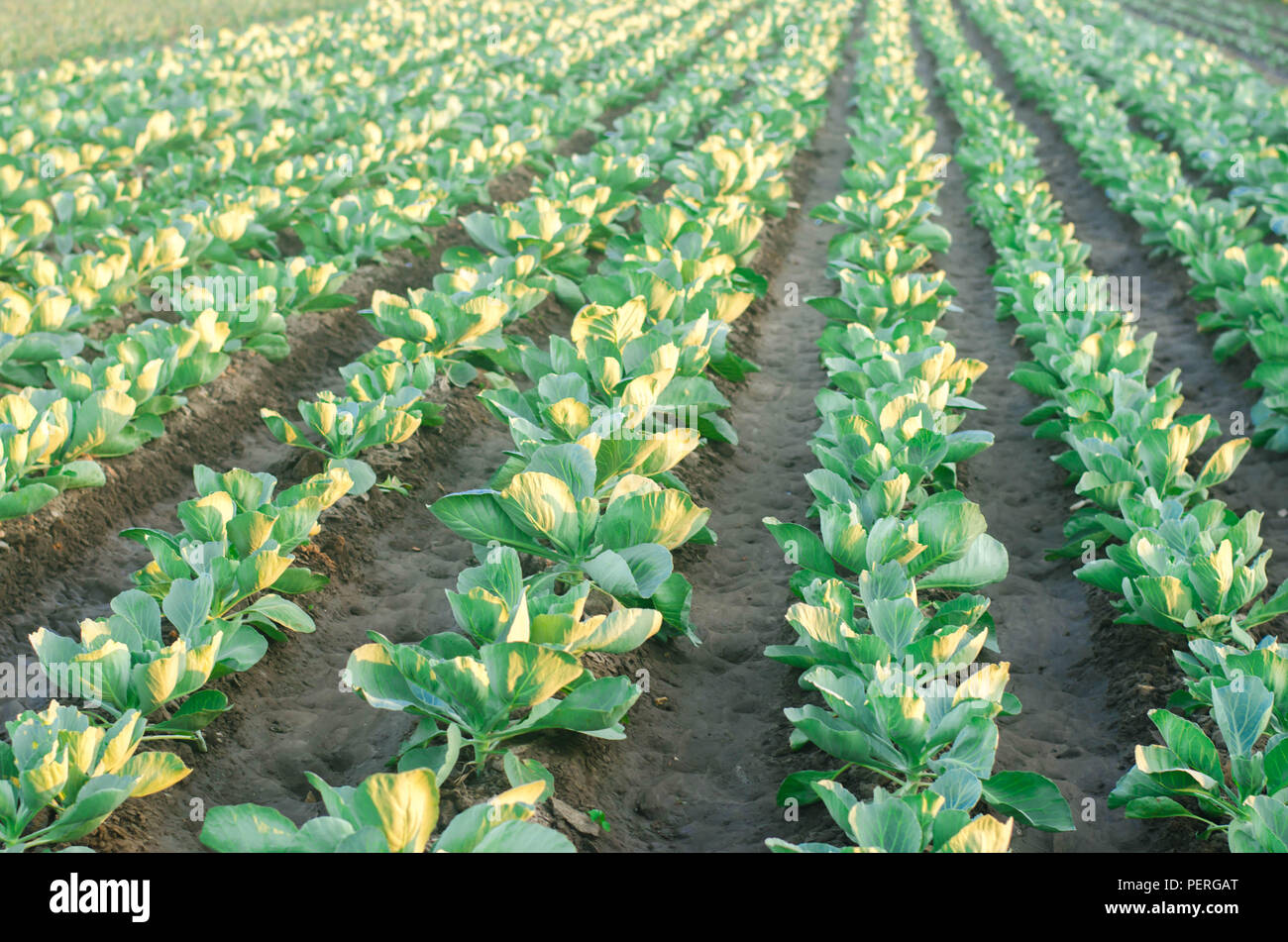 cabbage plantations grow in the field. vegetable rows. farming ...