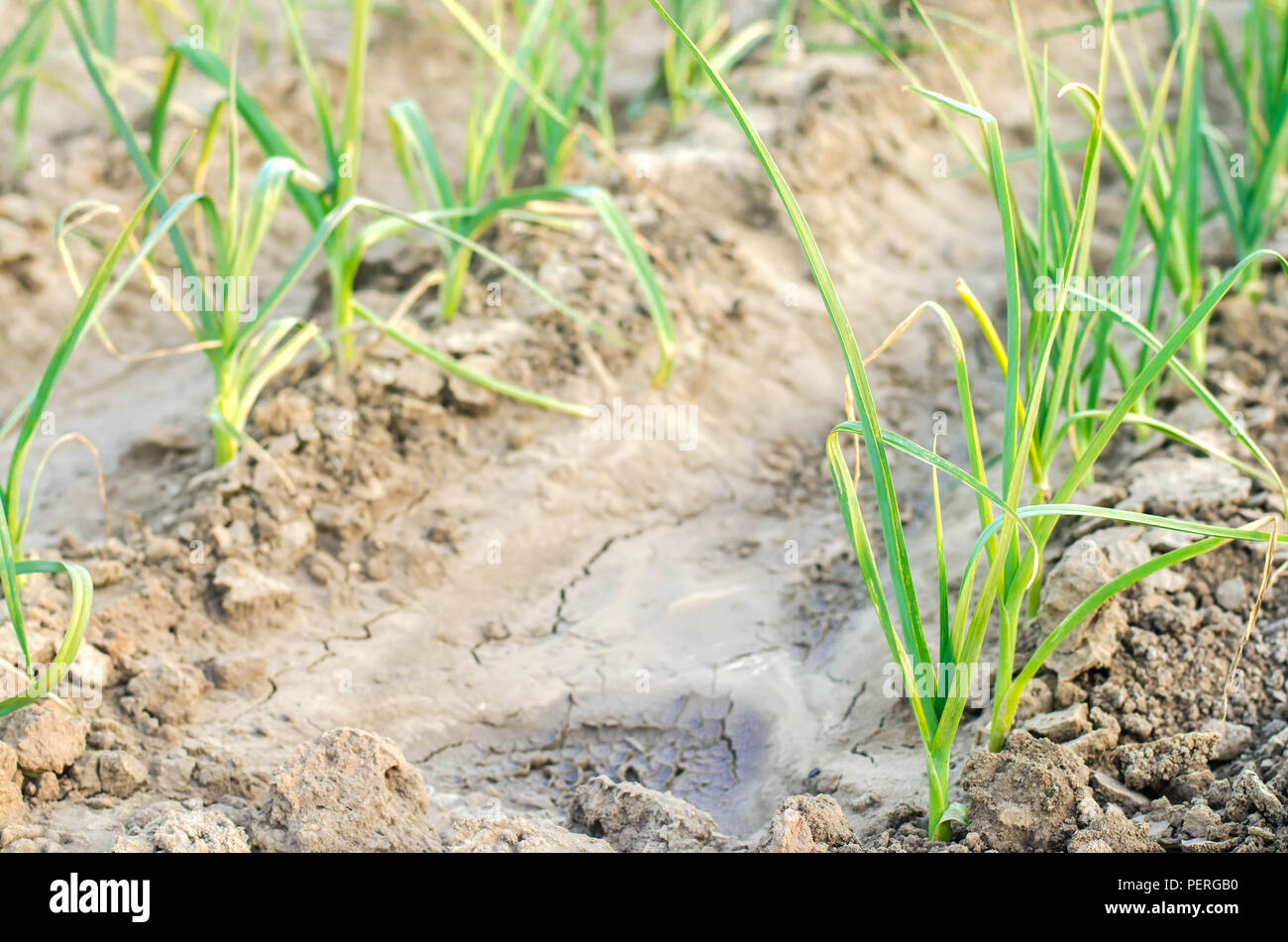 leek growing in the field. Agriculture, vegetables, organic agricultural products, agro-industry ...
