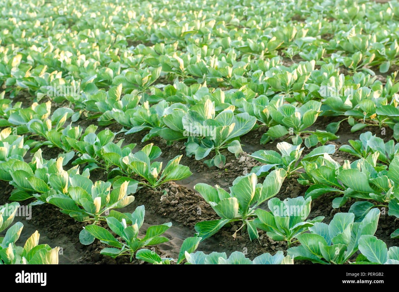 cabbage plantations grow in the field. vegetable rows. farming ...