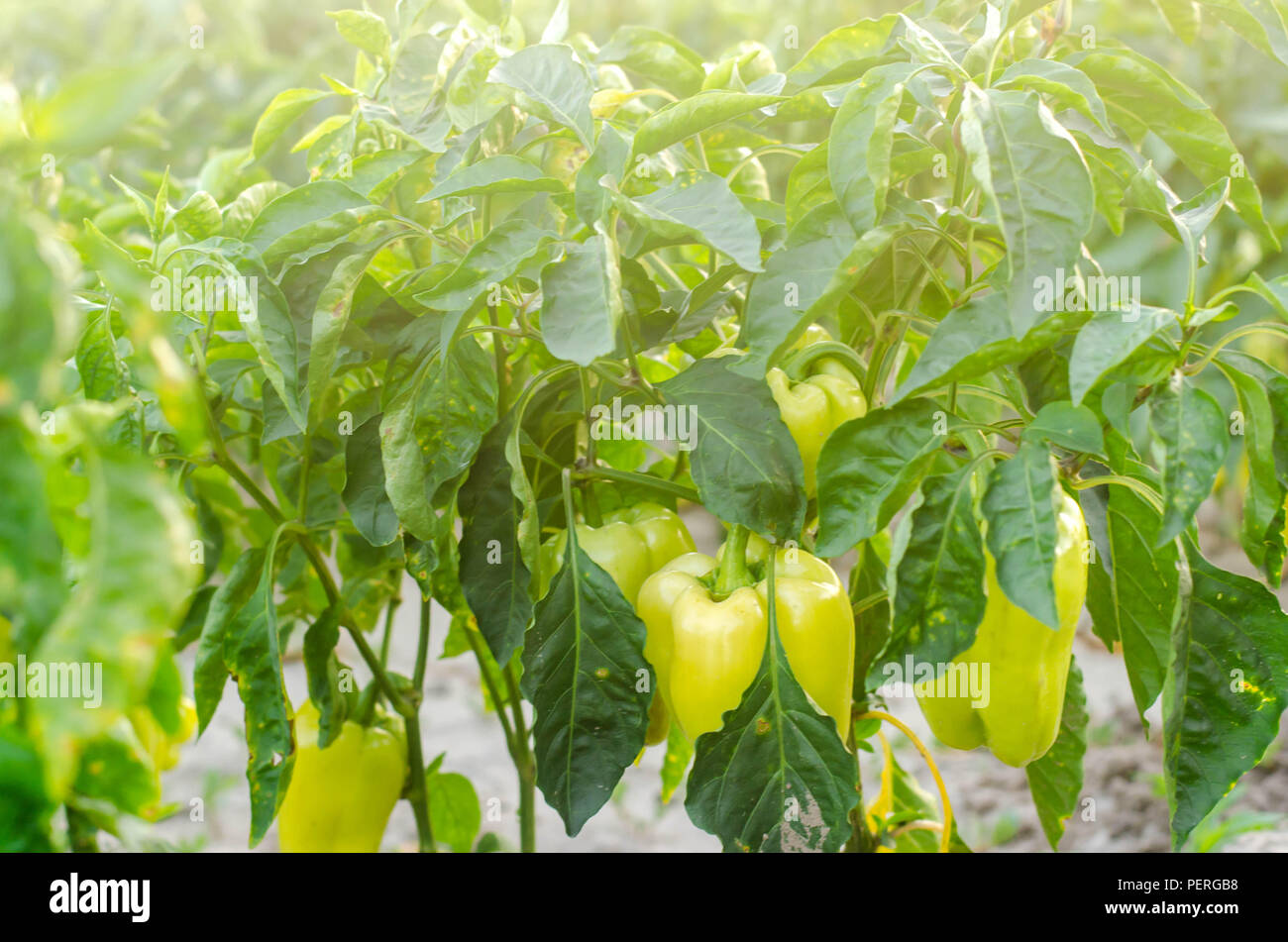 bushes of yellow / green pepper grows in the field. vegetable rows ...