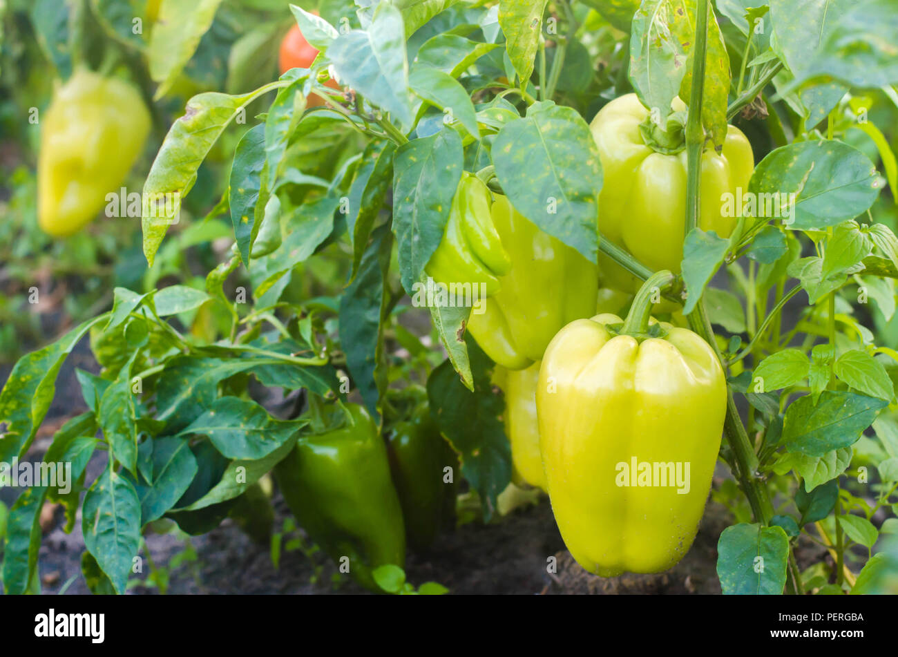 bushes of yellow / green pepper grows in the field. vegetable rows ...
