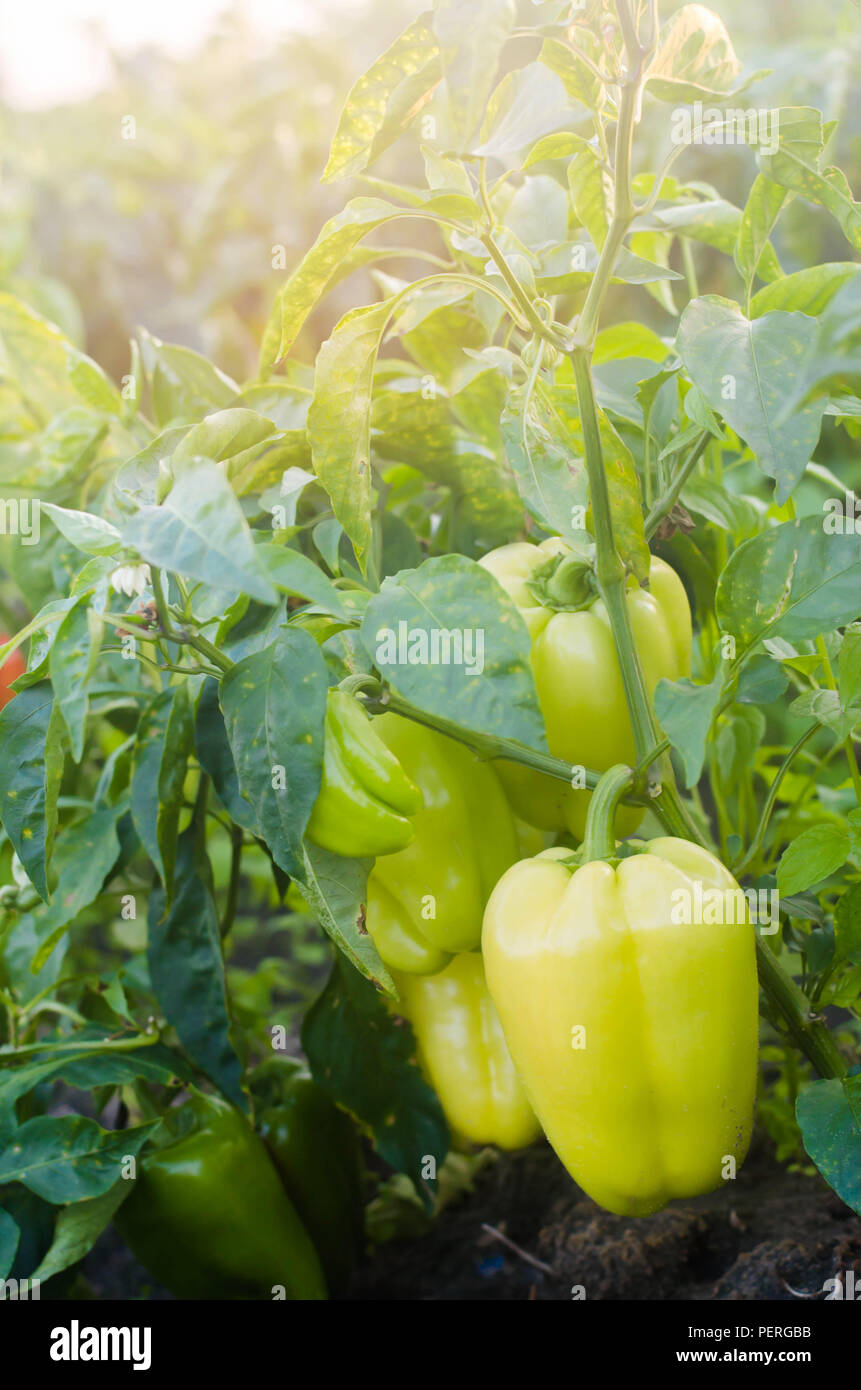 bushes of yellow / green pepper grows in the field. vegetable rows ...