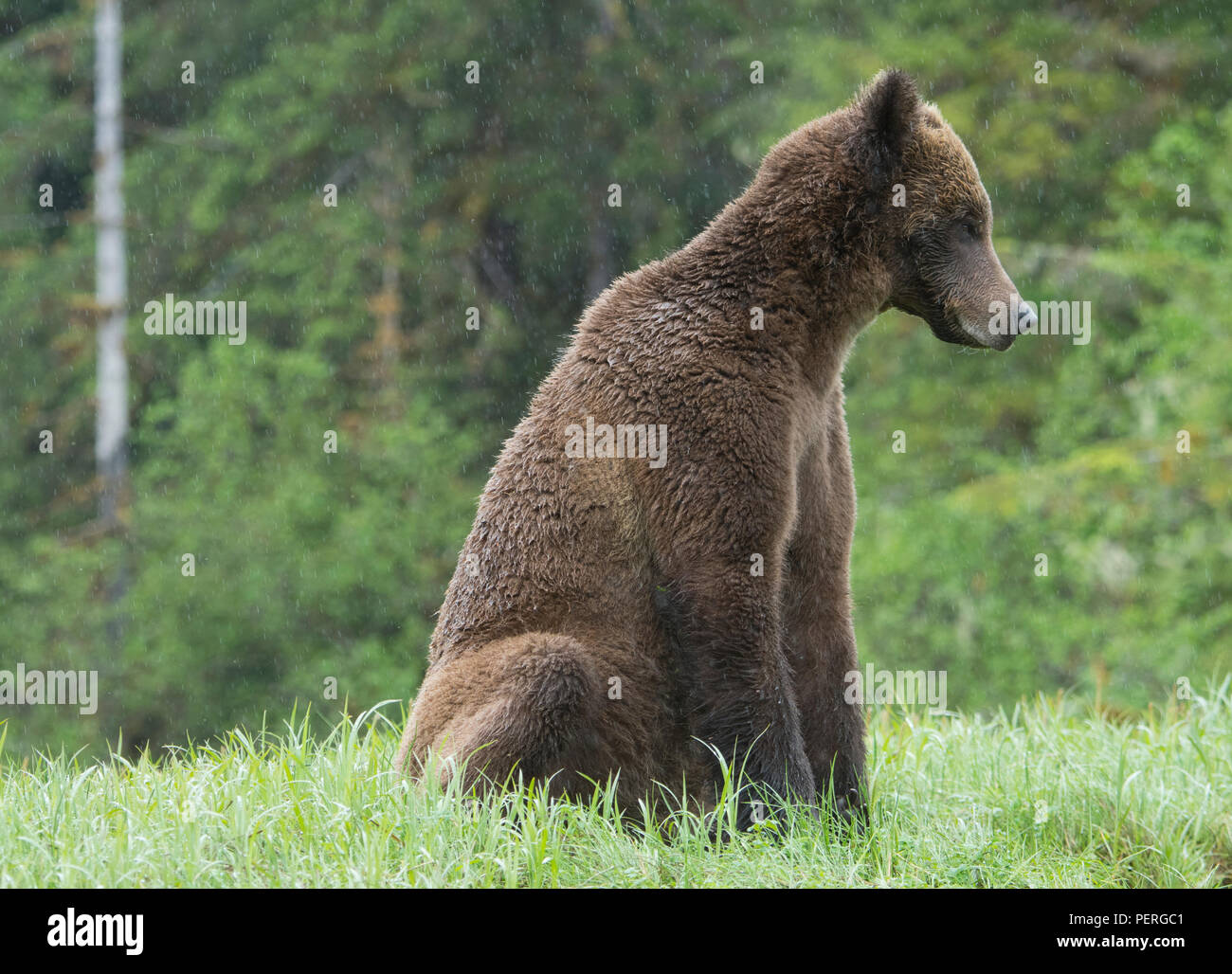 Grizzly Bear (Ursus arctos) resting in rain shower, Khutzeymateen ...
