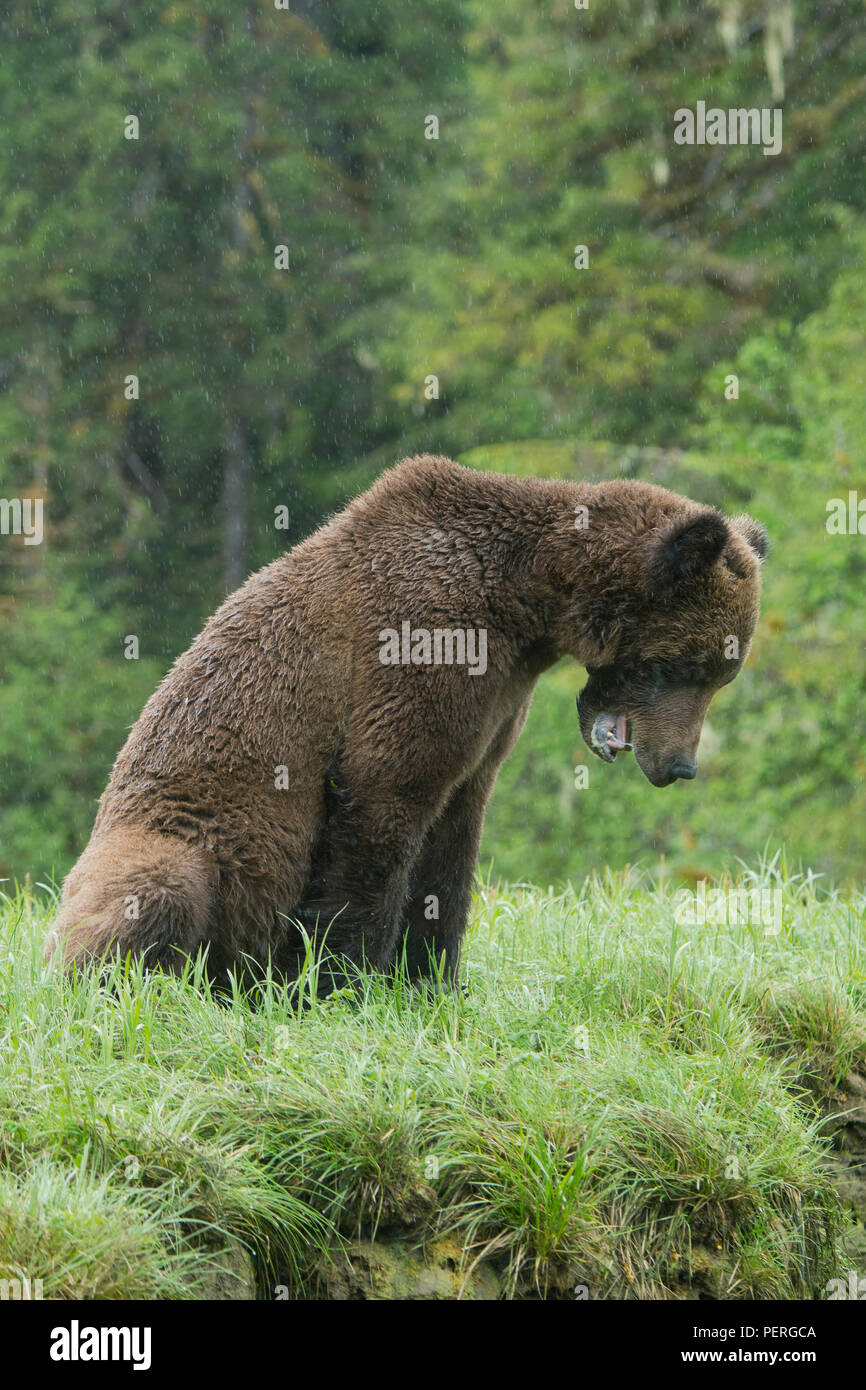 Grizzly Bear (Ursus arctos) resting in rain shower, Khutzeymateen ...