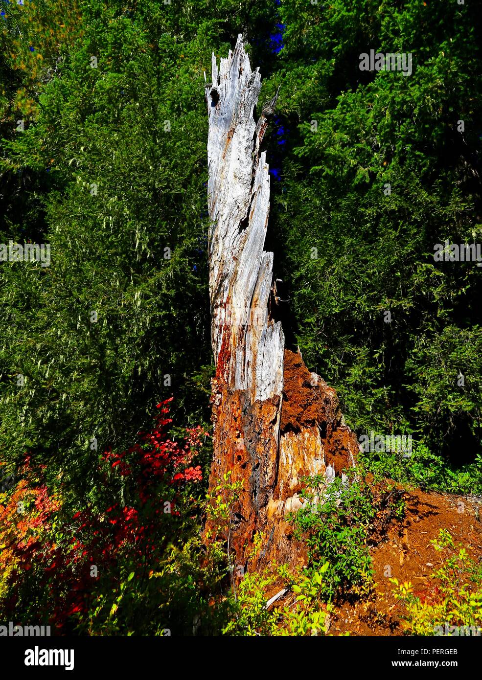 Bleached dead tree trunk with evergreen background hi-res stock ...