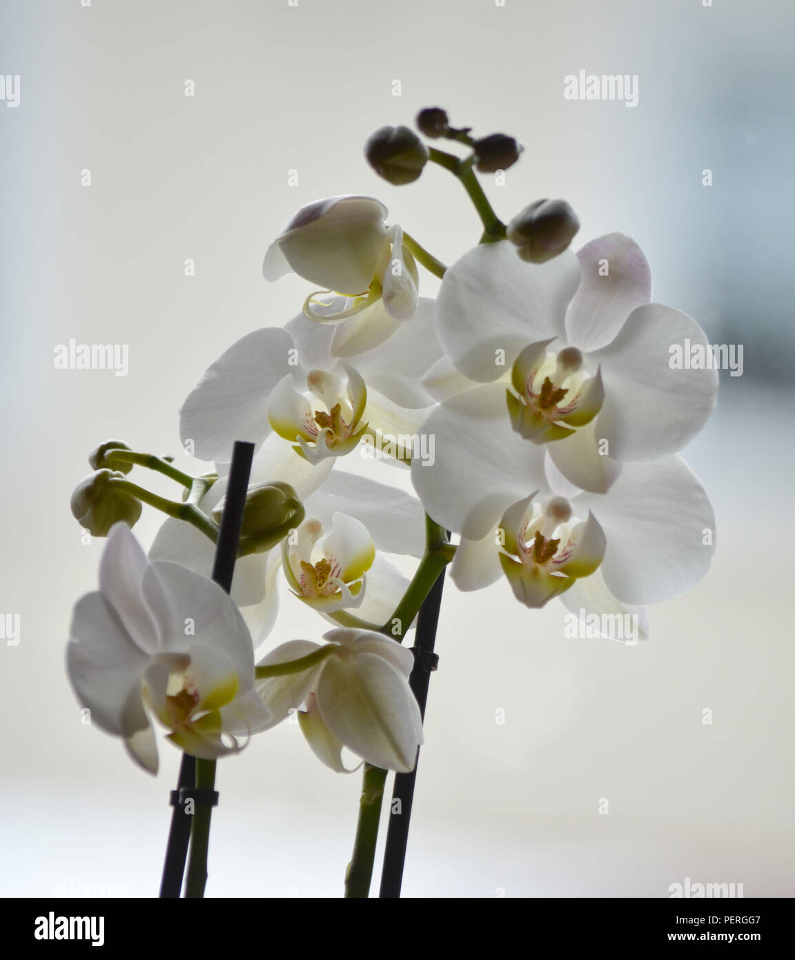 White to cultivate white hi-res stock photography and images - Alamy