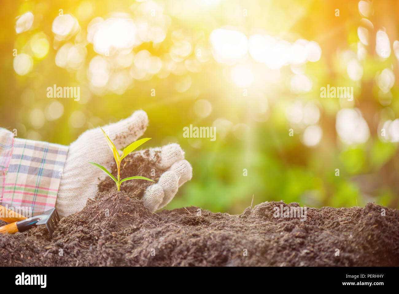 Small plant growing in the garden. Fresh start of the day. Save ...