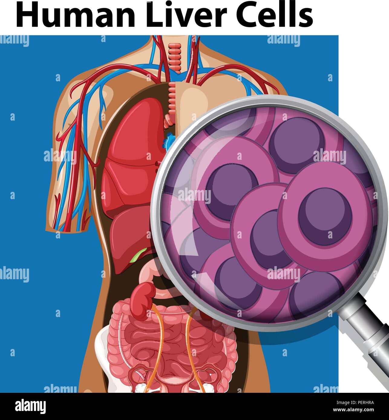 Human Liver Cell Diagram
