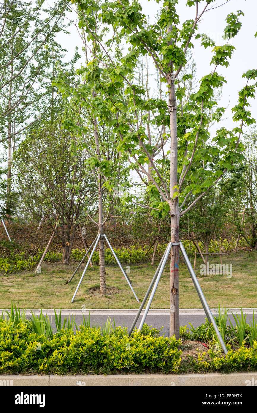 Suzhou, Jiangsu, China. Newly-planted Trees with Support Bracing Stock ...