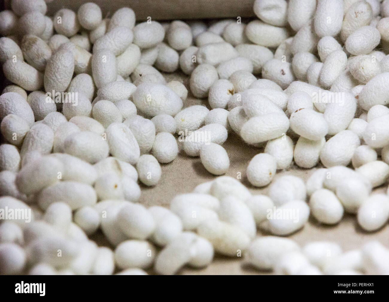 Silk caterpillar hi-res stock photography and images - Alamy