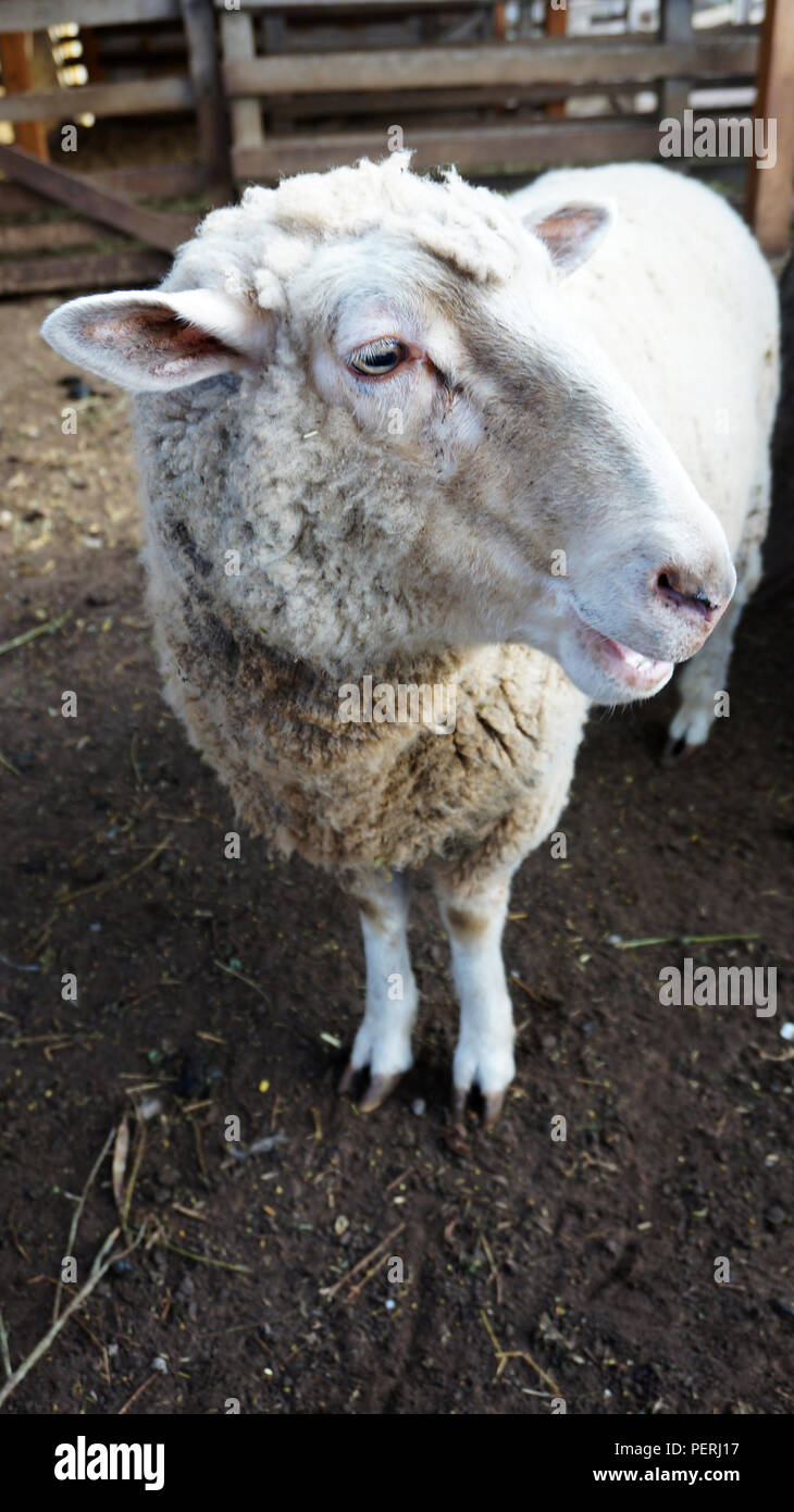 White sheep on the farm in Australia Stock Photo - Alamy