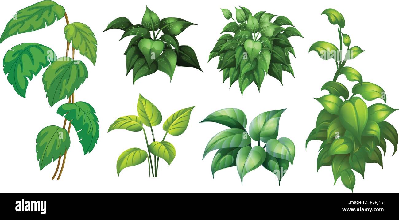 A set of green plant illustration Stock Vector Image & Art - Alamy