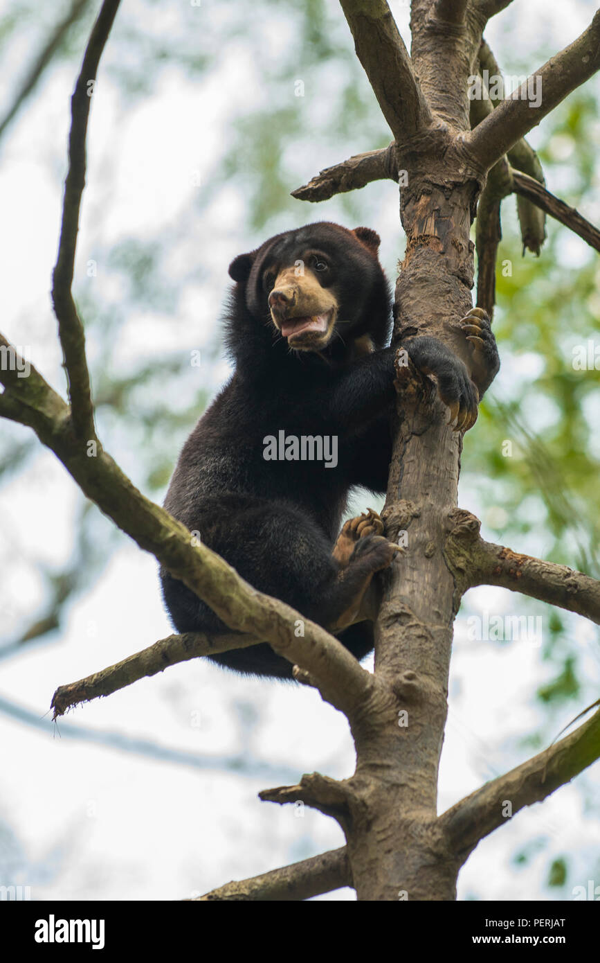 A Bornean sun bear (Helarctos malayanus) at the top of a tree, looking ...