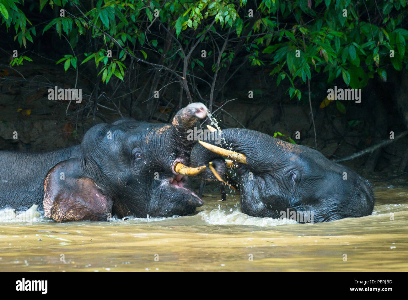 Borneo pygmy elephant hi-res stock photography and images - Alamy