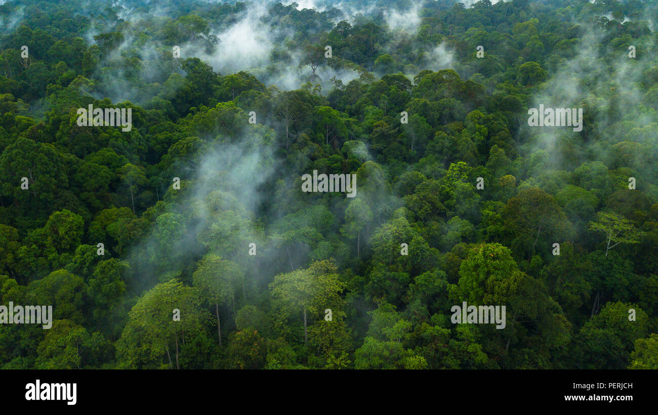 A drone photo looking down on a lush, green rainforest canopy, showing mist rising after ...