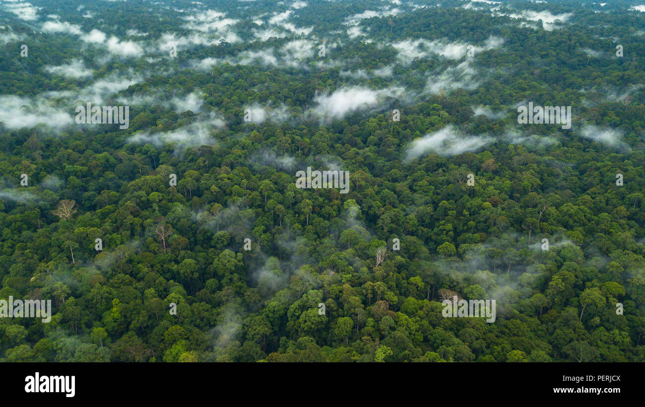 Drone photo from high up, looking down on rainforest canopy, mist ...