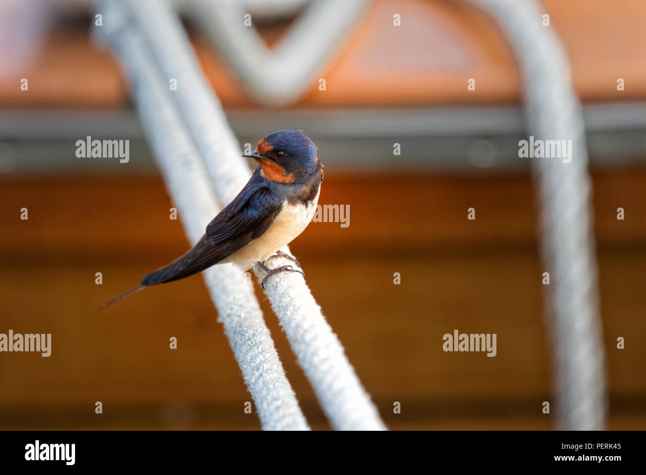Ships beak hi-res stock photography and images - Alamy