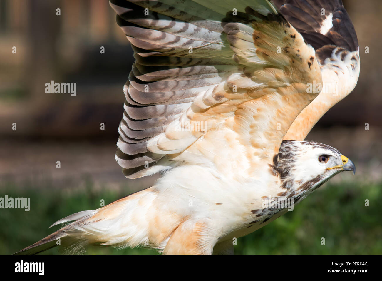 Honey Buzzard, Prnis apivorus Buzzard with open wings enjoying the ...