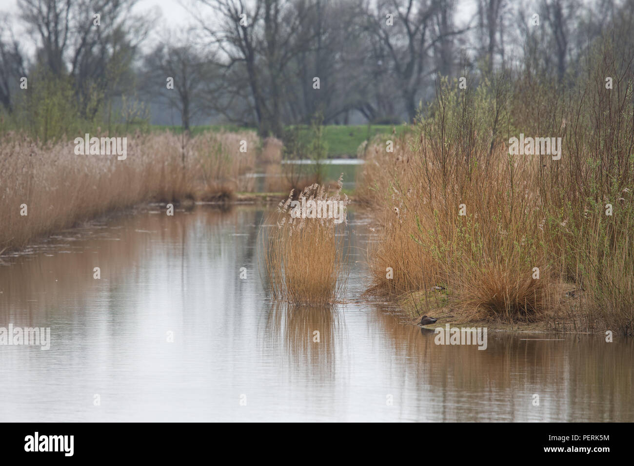 Wetlands in Holland Swampy area with weed and trees in nature park ...