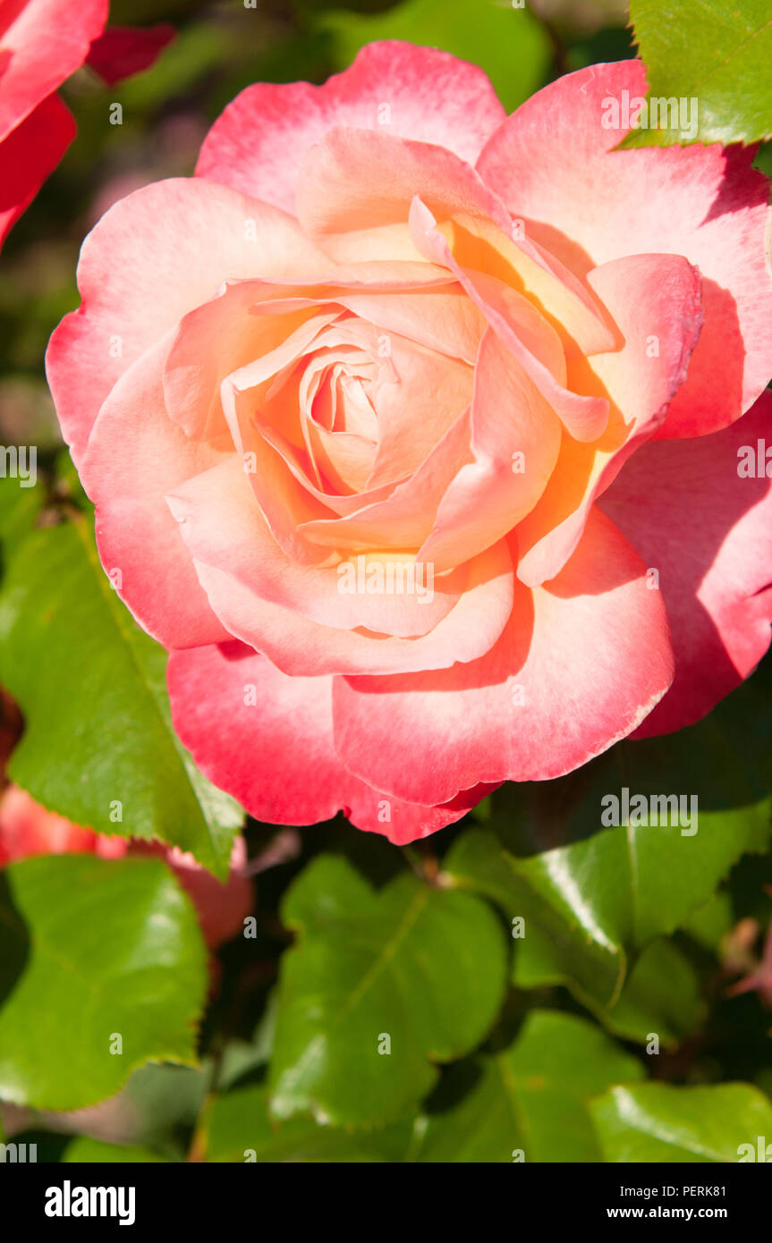 Beautiful bush blooming pink roses hi-res stock photography and images ...